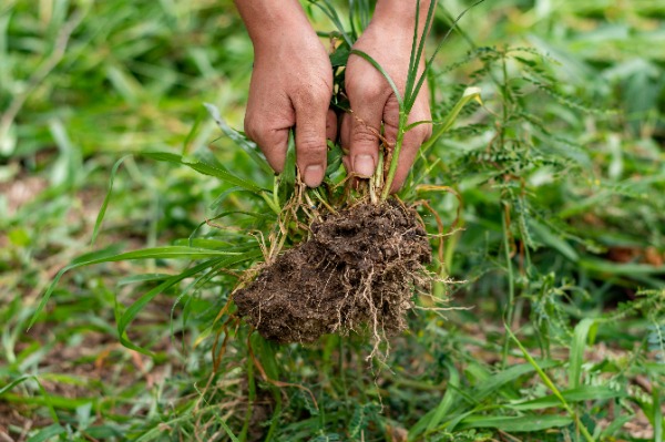 How To Remove Weeds By Hand | Heartland Lawn Care Blog